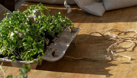 Grow Thyme From Cuttings Simple Propagating Plants 2026