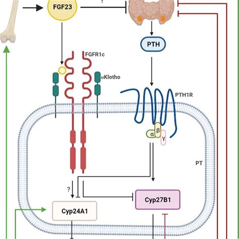 Schematic Representation Of Fgf23 And Vitamin D Metabolism In The