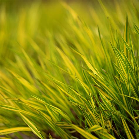 Grasses Tagged Deciduous Green Thumb Garden Centre