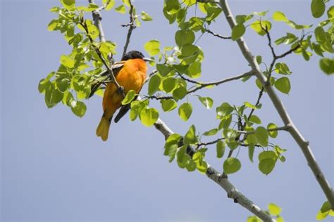 Poze Copac Natură Ramură Inflori Pasăre Lumina Soarelui Frunze Floare Alimente Verde