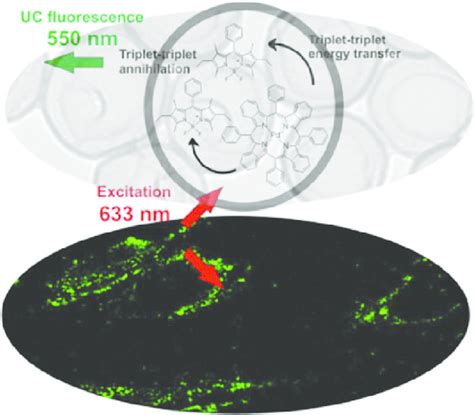Top Tem Image Of The Tta Uc Nanocontainers Shell Download
