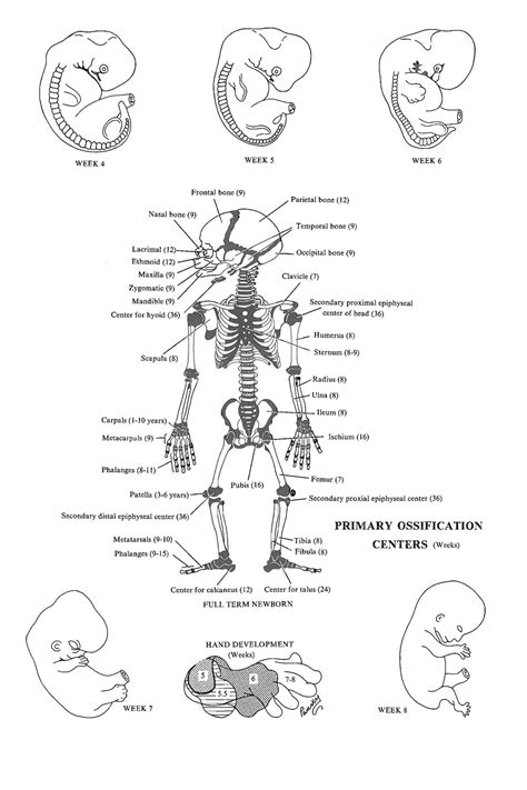 Forms The Embryonic Skeleton At Modesto Kellogg Blog