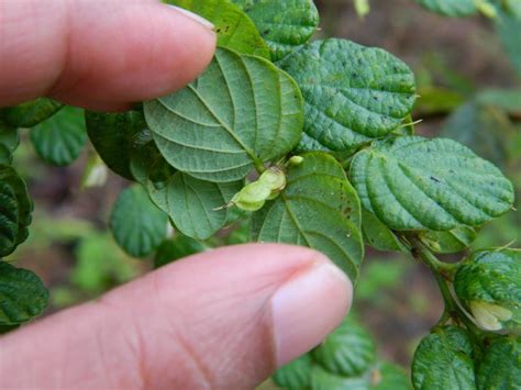 Phyllodium Pulchellum Eflora Of India