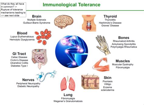 04immunological Tolerance Flashcards Quizlet