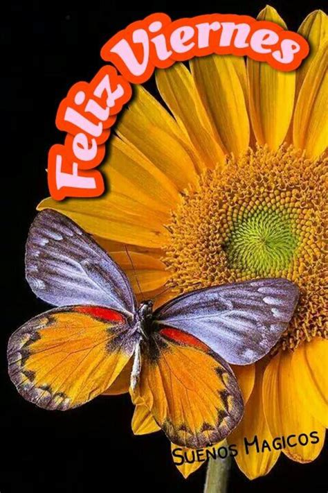 Buen Día Feliz Viernes 174 Buongiorno