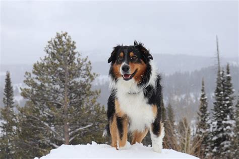 English Shepherd Puppies Tennessee
