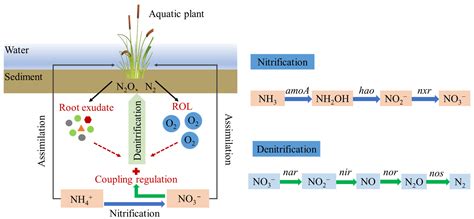 Regulating Denitrification In Constructed Wetlands The Synergistic