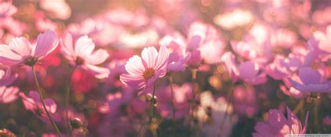Ultrawide Pink Wallpapers Top Free Ultrawide Pink Backgrounds
