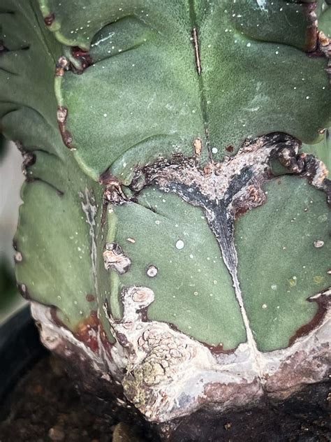 Surface Of Cactus Getting Rotten And Dead From Fungal And Bacteria D