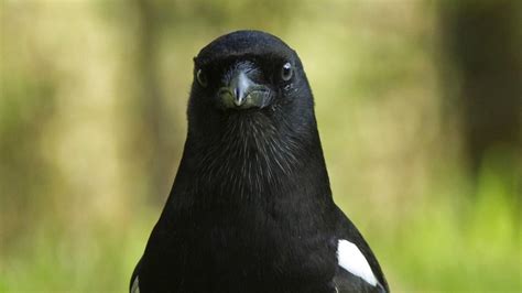 Die Tierdocs Elster Klaut