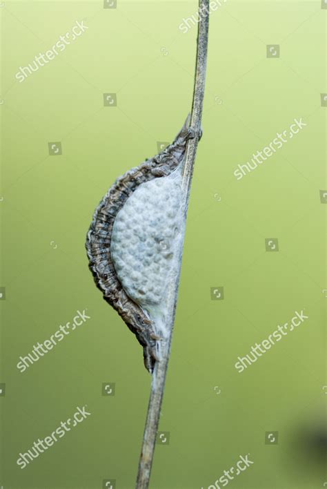 Parasitised Caterpillar Geometer Moth Geometridae Infested Editorial