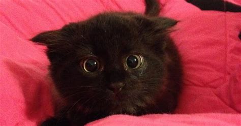 Imgur Allow Me To Introduce Toothless Imgur