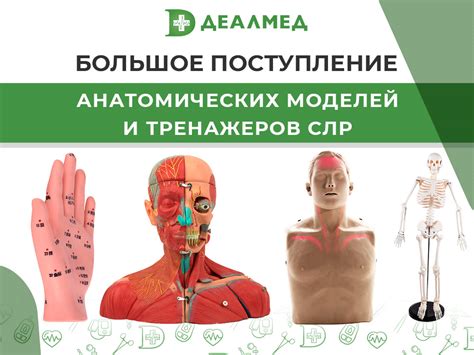 Большое поступление тренажеров и анатомических моделей на склад ...