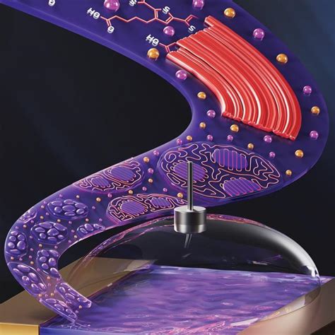 Functionalization Of Polymer Networks For Diverse Applications