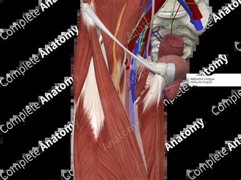 Adductor Longus Complete Anatomy