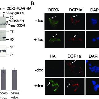 Validation Of Double Tagged Ddx6 Construct To Ensure Highly Specific