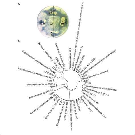 Antagonistic Activity Assessment Of Qs Bacteria A And Phylogenetic
