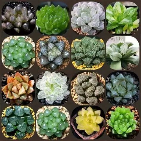 10x Haworthia Mixed Seeds Haworthia Cooperi Sp Seeds Succulent Palette