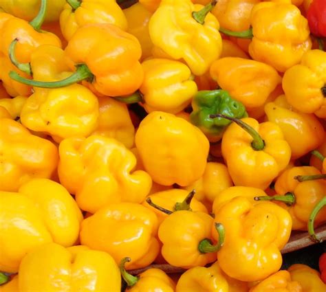 Jamaican Yellow Habanero Pepper Seeds 30 Mushroom Chile Hot Pepper Usa