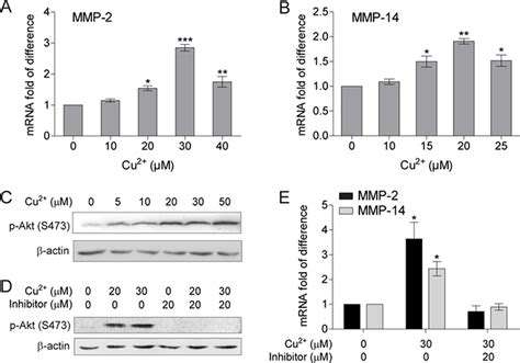 Cd147 Functions As The Signaling Receptor For Extracellular Divalent