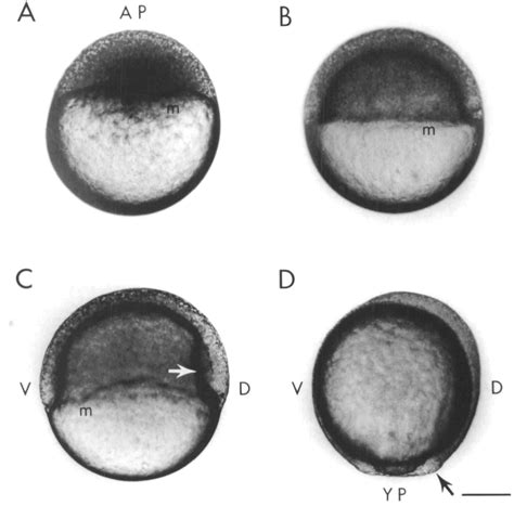 Table 1 From Cell Movements During Epiboly And Gastrulation In
