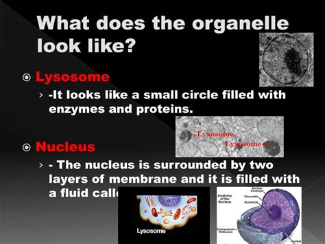 Ppt Nucleus And Lysosome Powerpoint Presentation Free Download Id