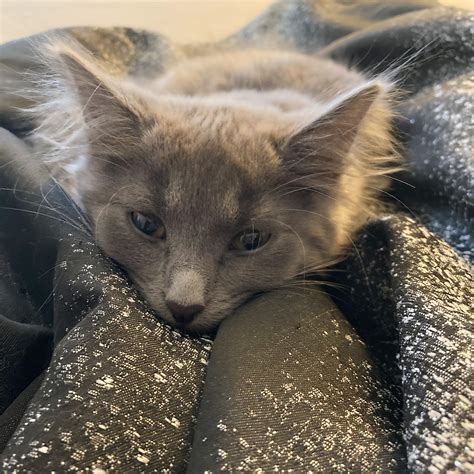 Wanda Keeps Me Company While Im Sick R Nebelung