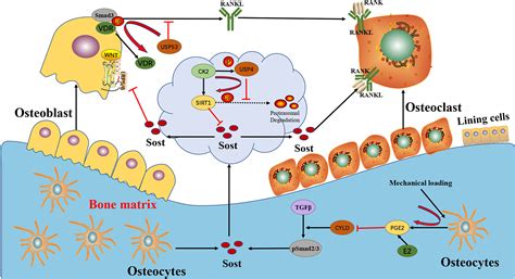 Cell Proliferation Cell Biology Journal Wiley Online Library