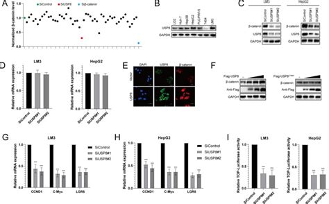 Usp8 Positively Regulates Hepatocellular Carcinoma Tumorigenesis And