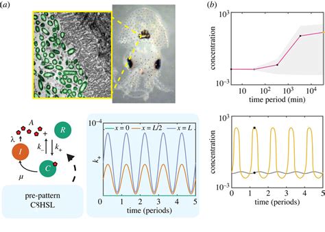 Universal Dynamics Of Biological Pattern Formation In Spatio Temporal Morphogen Variations