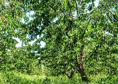 How Fast Does A Cherry Tree Grow 🍒 ⏱️ Tracking The Pace From Sapling