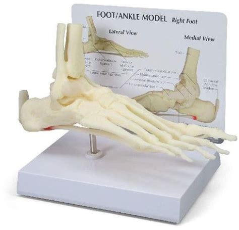 Plastic Human Ankle Model For Science Laboratory Feature Accurate Design Crack Proof
