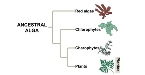 Plant Diversity I Flashcards Quizlet