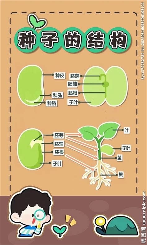 种子的结构1 花瓣网