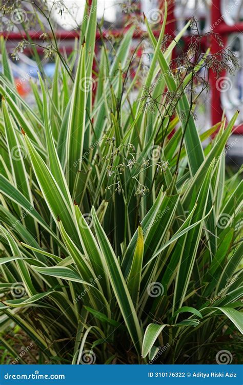 Dianella Tasmanica Dianella Tasmanica Tasman Flax Lily Tasmanian