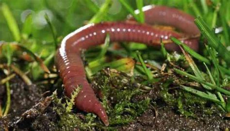 22 Interesting Facts About Annelids