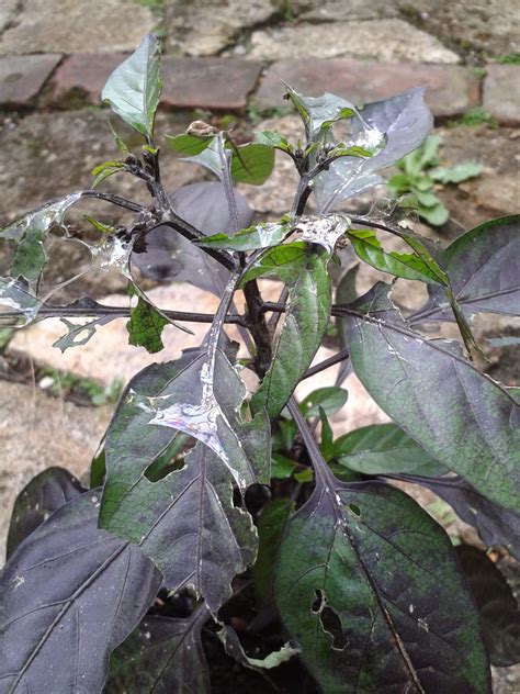 A Blog About Compost Red Spider Mite On Chilli Plants