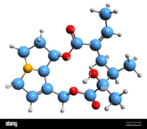 3d Image Of Senecifyllin Skeletal Formula Molecular Chemical Structure Of Pyrrolizidine
