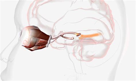 Premium Photo The Visual System Contains The Eyes Optic Nerves Optic