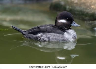 Female Bufflehead Duck Photos Images And Pictures Shutterstock