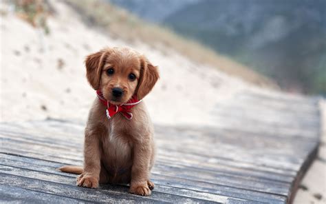 Cute Little Puppies Wallpapers Wallpaper Cave