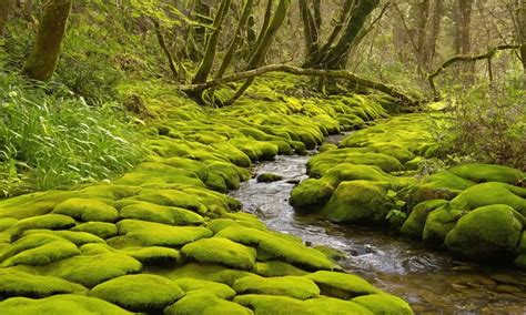 Arroyo De Agua ¿qué Es Un Arroyo Y Tipos Que Existen