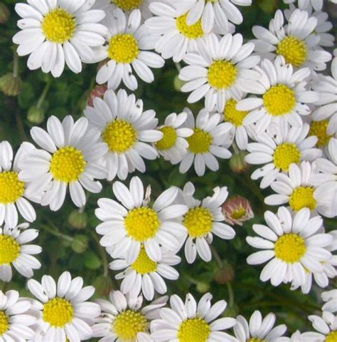 Miniature Daisies Miniature Garden Society
