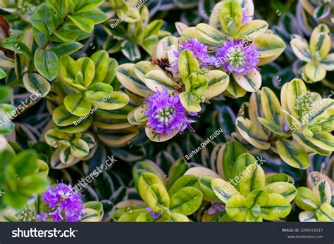 Hebe Variegata
