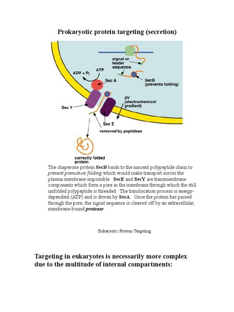 Protein Sorting Protein Targeting Endoplasmic Reticulum