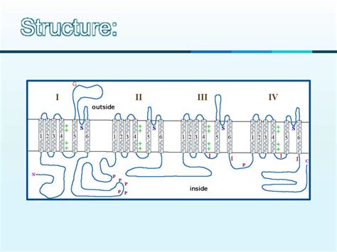 A Stop Codon Mutation In Scn9a Causes Lack Of Pain Sensation Pptx