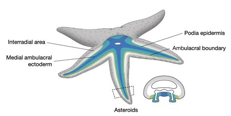 Echinoderm Anatomy