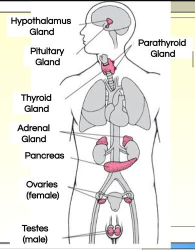 Endocrine Flashcards Quizlet