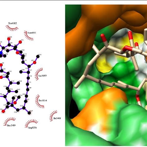 Ligplot And Hydrophobic Protein Surface Representation Of The Main