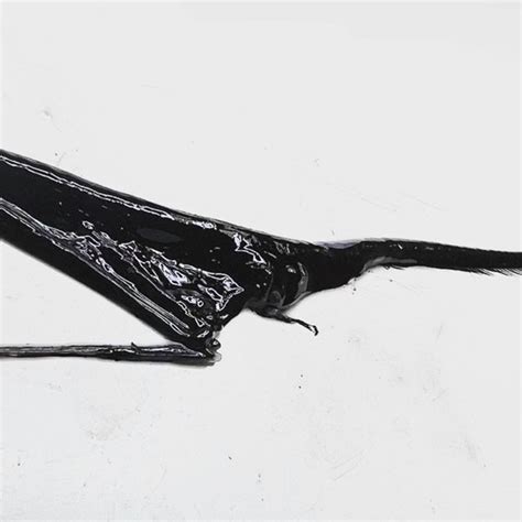 What Eats A Gulper Eel